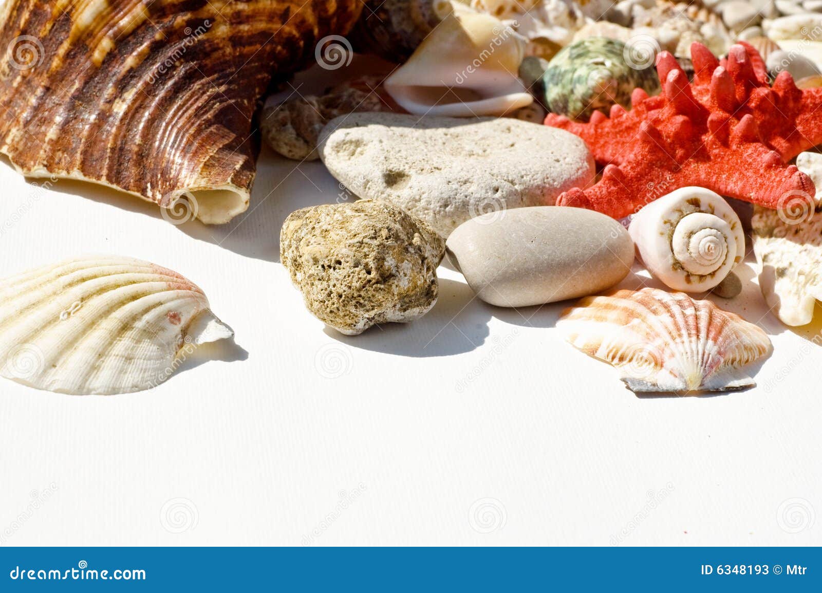 Red star and sea shells stock image. Image of macro, paradise - 6348193