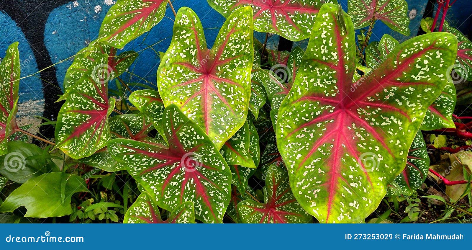 Red Star, a Type of Caladium Plant Stock Image - Image of caladium ...