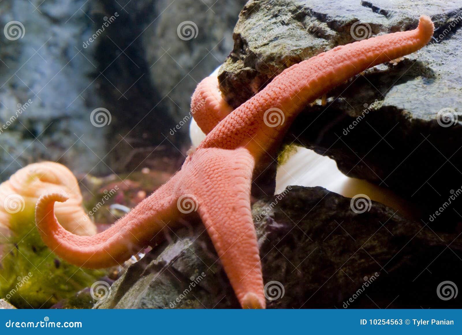 Red starfish stock image. Image of reef, closeup, rock - 10254563