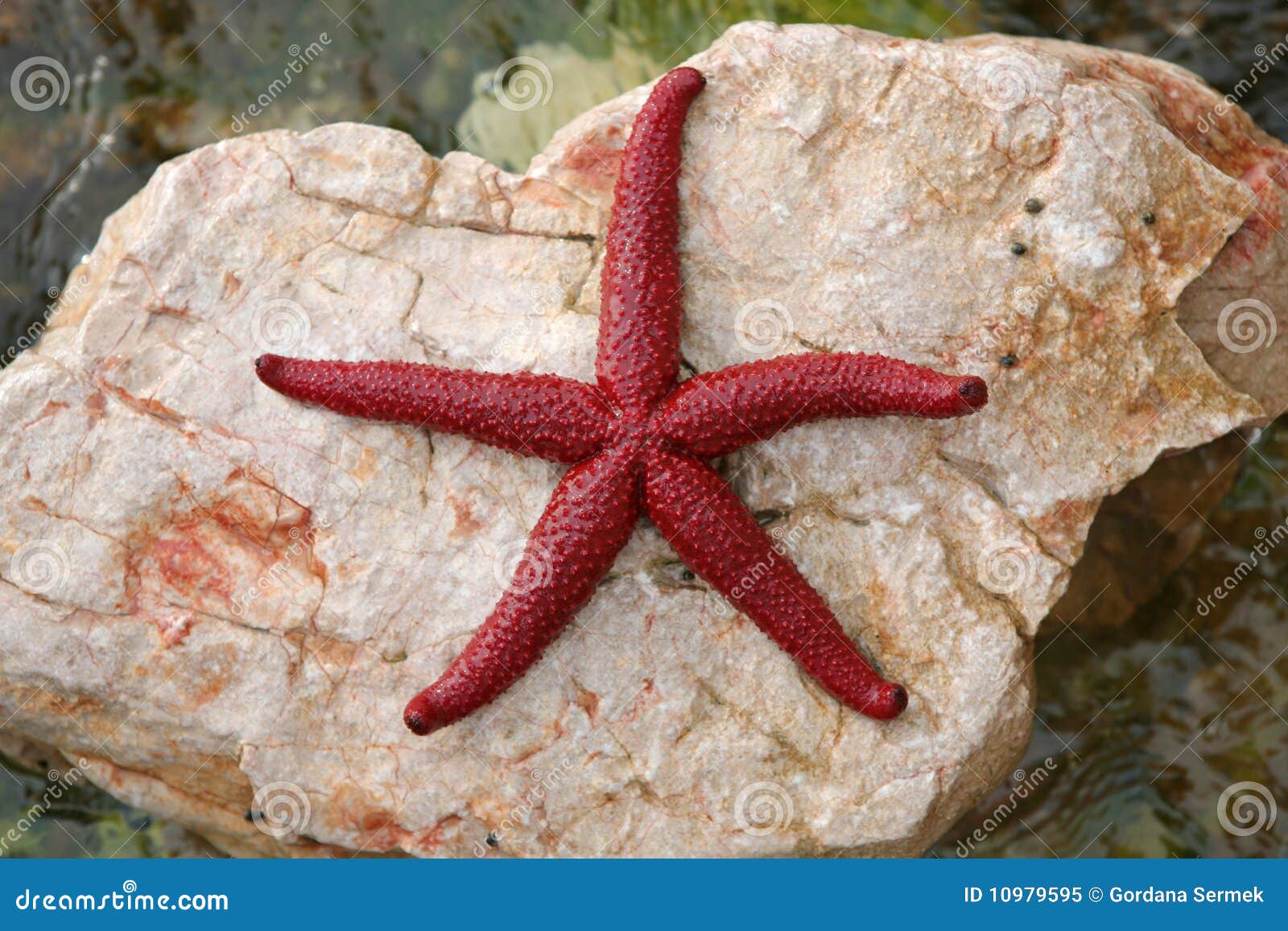 Red starfish stock image. Image of beautiful, travel - 10979595