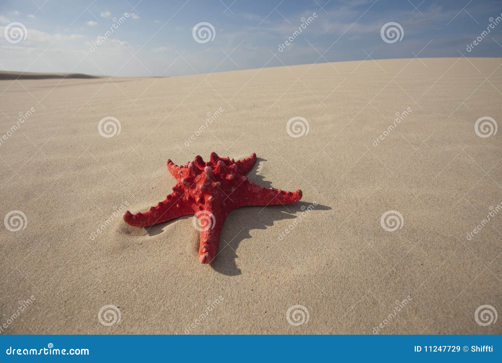 Red Starfish stock image. Image of tropical, nature, beautiful - 11247729