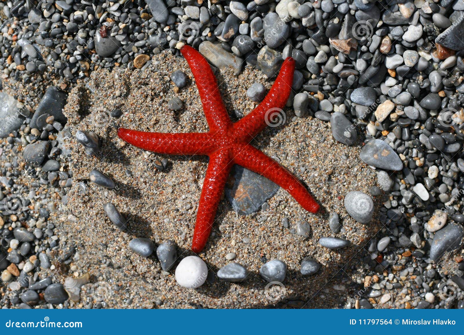 Red starfish stock photo. Image of water, holiday, starfish - 11797564