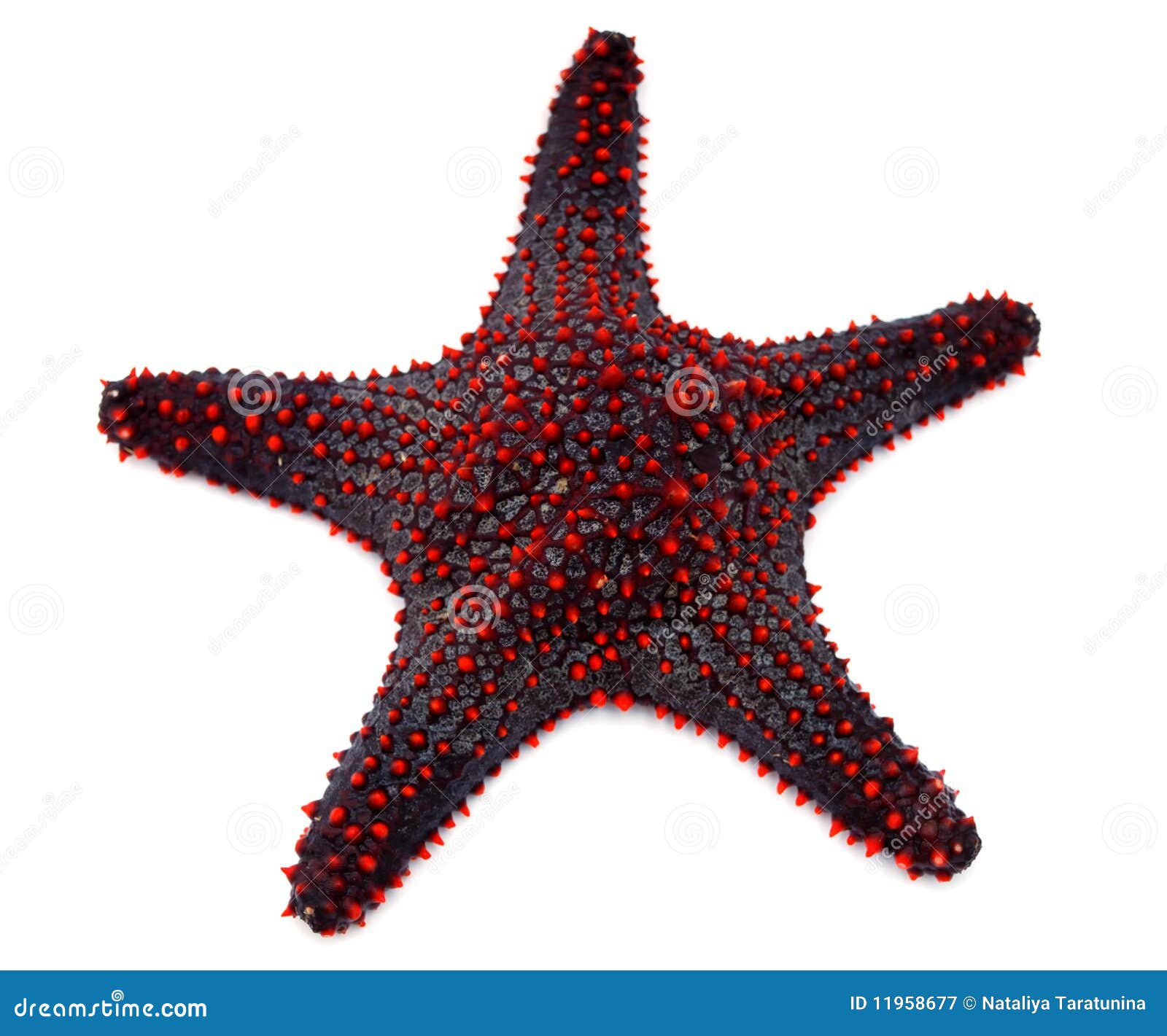 Red starfish stock image. Image of star, white, wildlife - 11958677