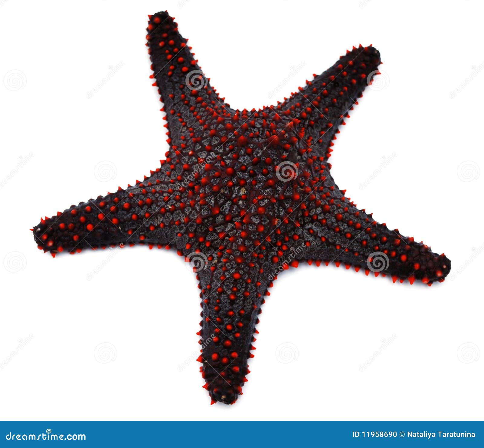 Red Starfish stock photo. Image of invertebrate, objects - 11958690