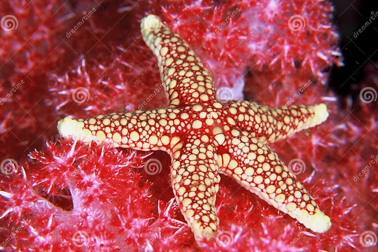 Red starfish stock image. Image of africa, aliwal, underwater - 19067885