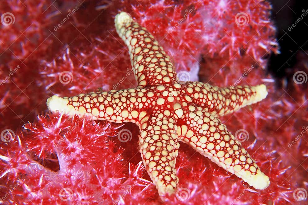 Red starfish stock image. Image of africa, aliwal, underwater - 19067885