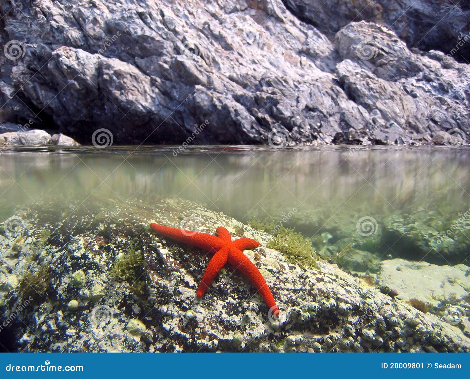 Red starfish stock image. Image of star, shell, underwater - 20009801