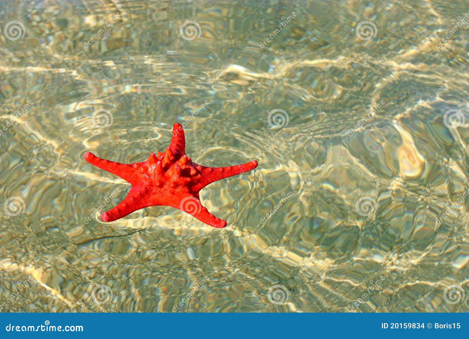 Red starfish stock photo. Image of nature, object, marine - 20159834