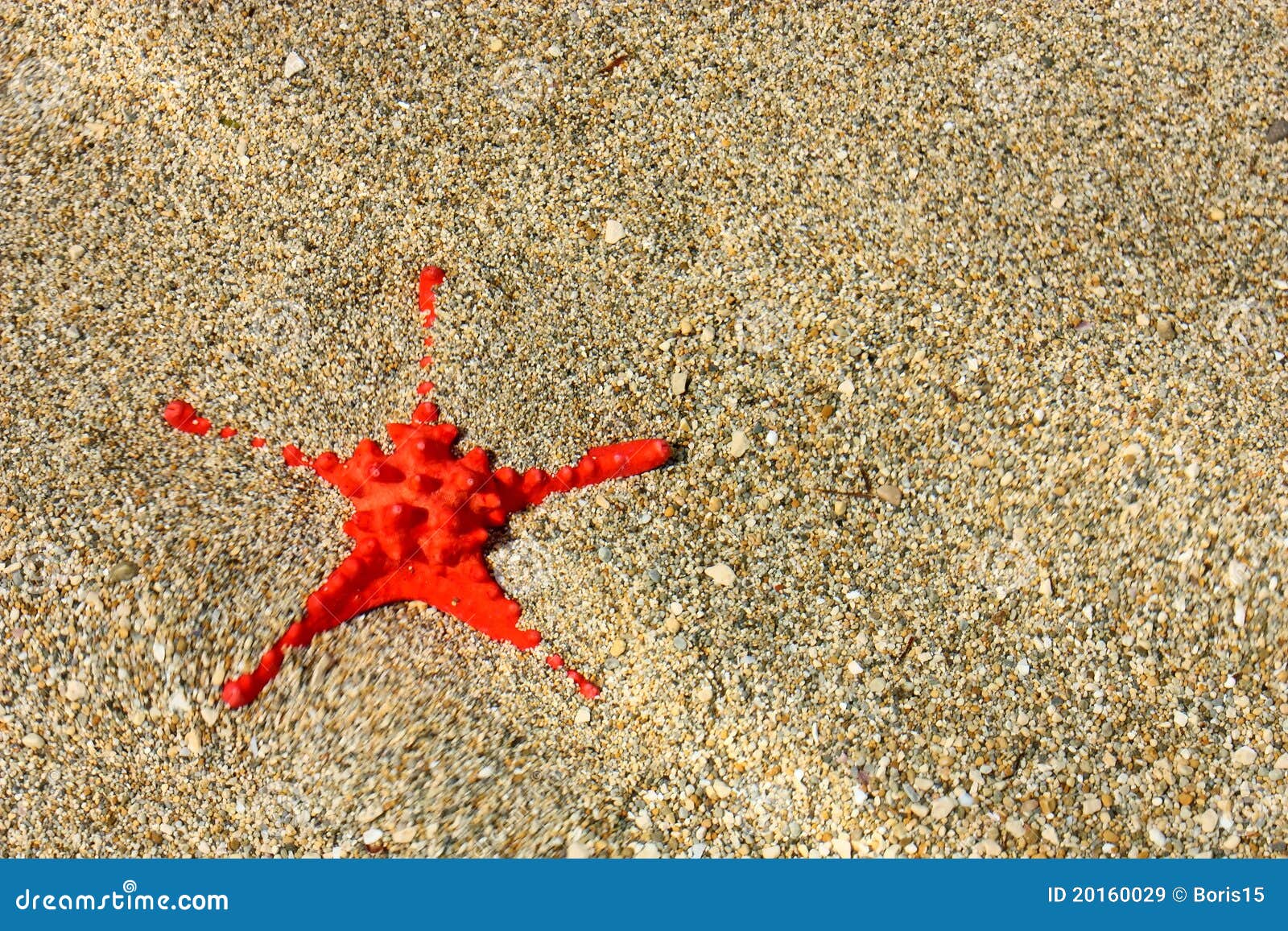 Red starfish stock image. Image of beach, single, animal - 20160029