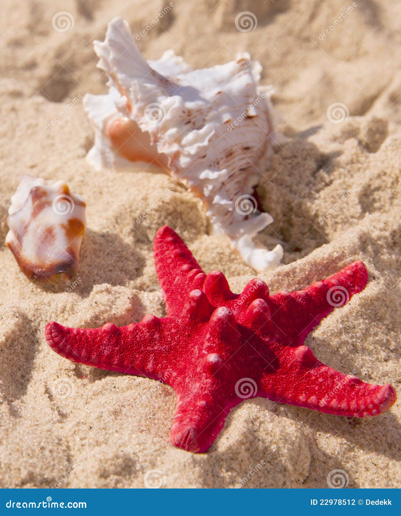 Red starfish stock photo. Image of coast, background - 22978512
