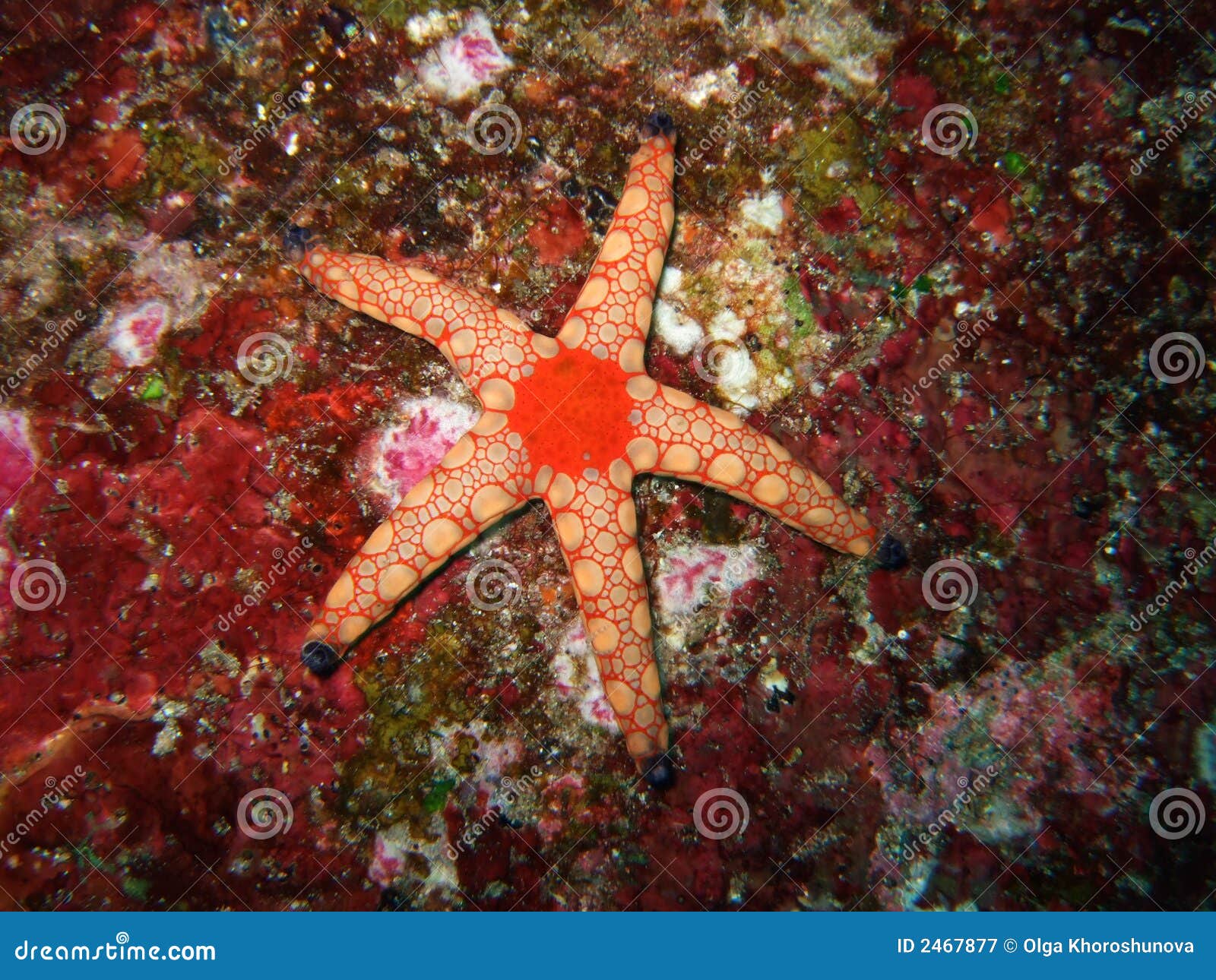 Red starfish stock image. Image of close, outdoors, vacation - 2467877