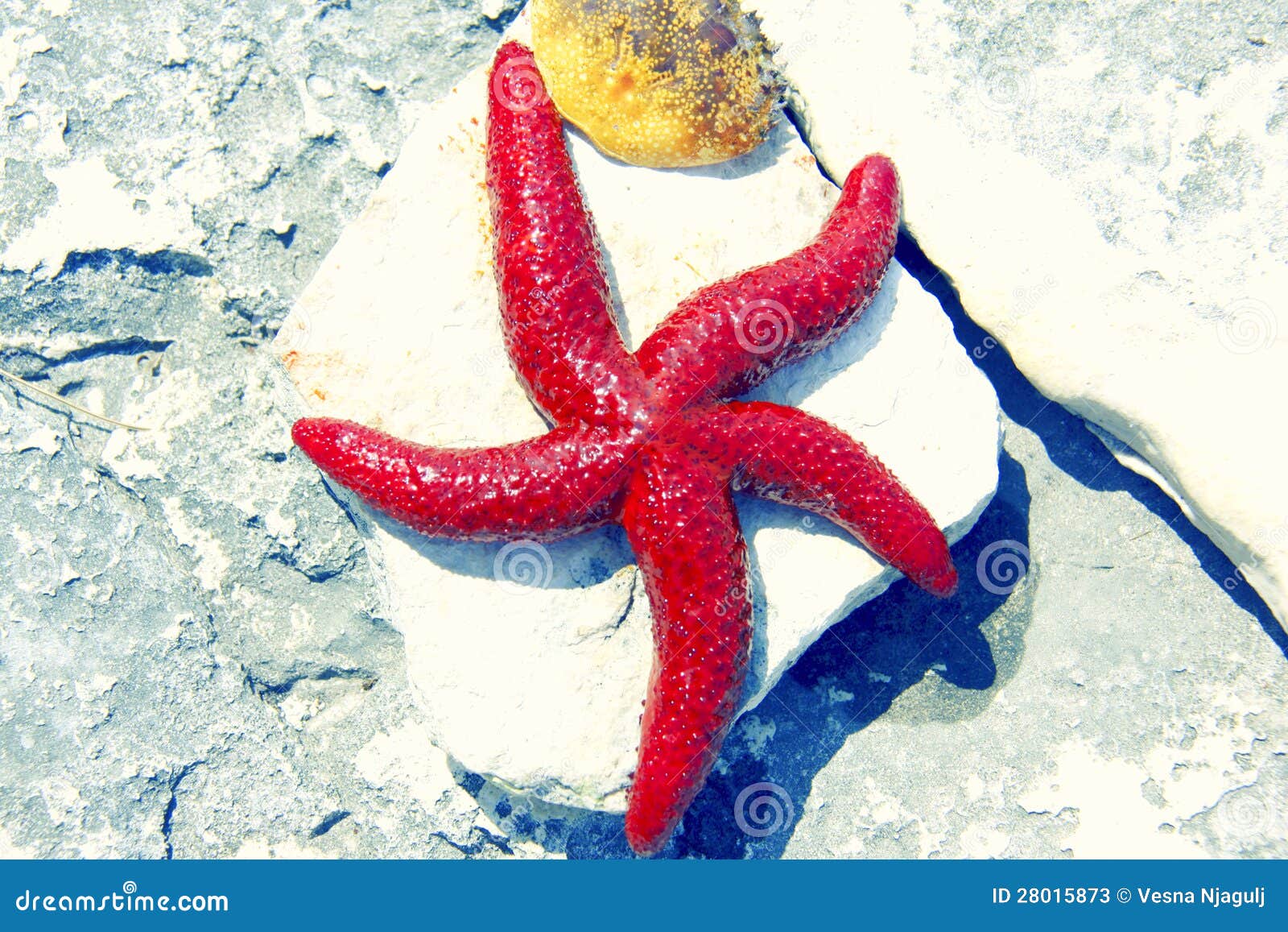 Red Starfish stock image. Image of fromia, scubadiving - 28015873