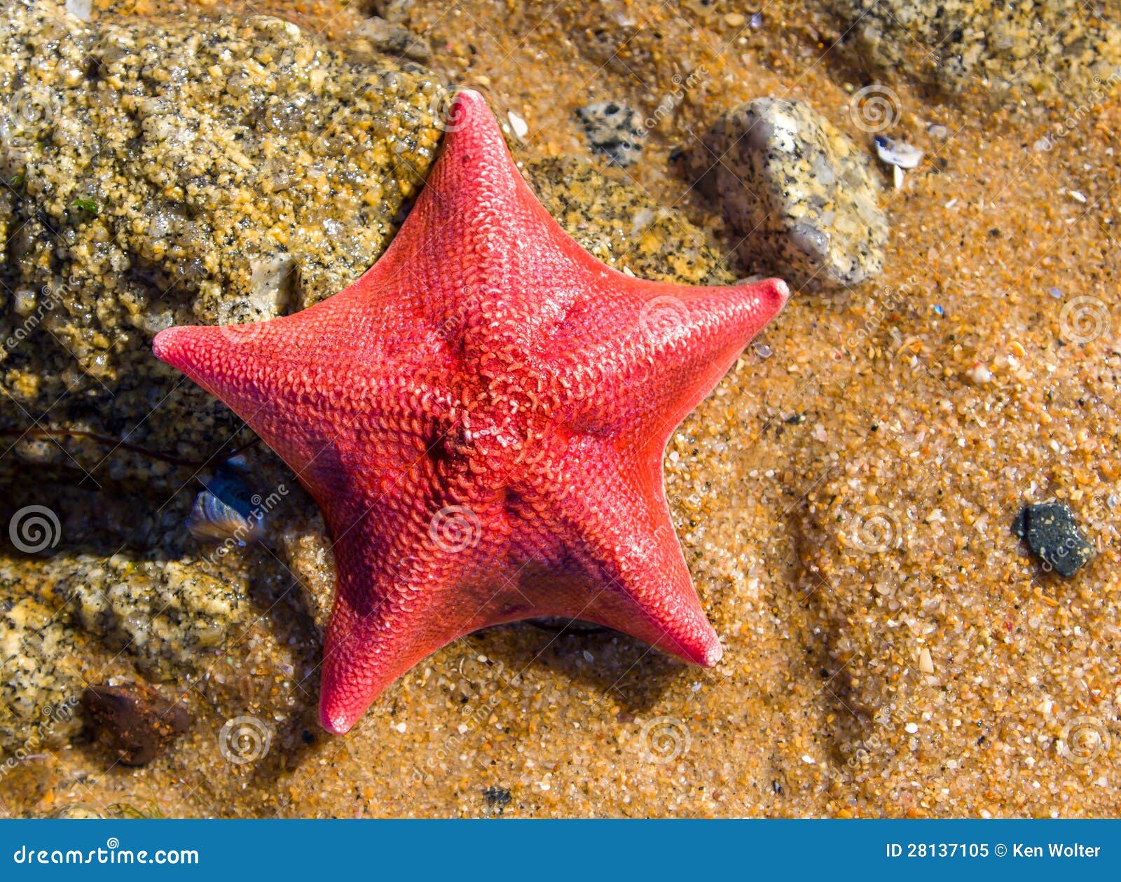 Red Starfish stock image. Image of beauty, united, ecology - 28137105