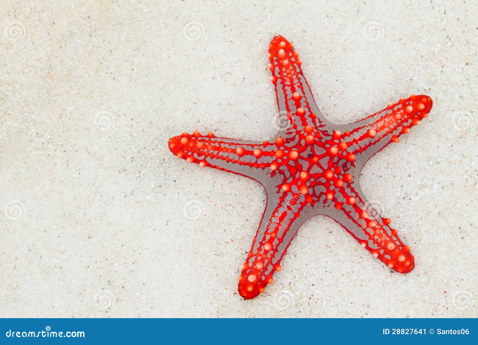 Red starfish stock image. Image of starfish, holidays - 28827641