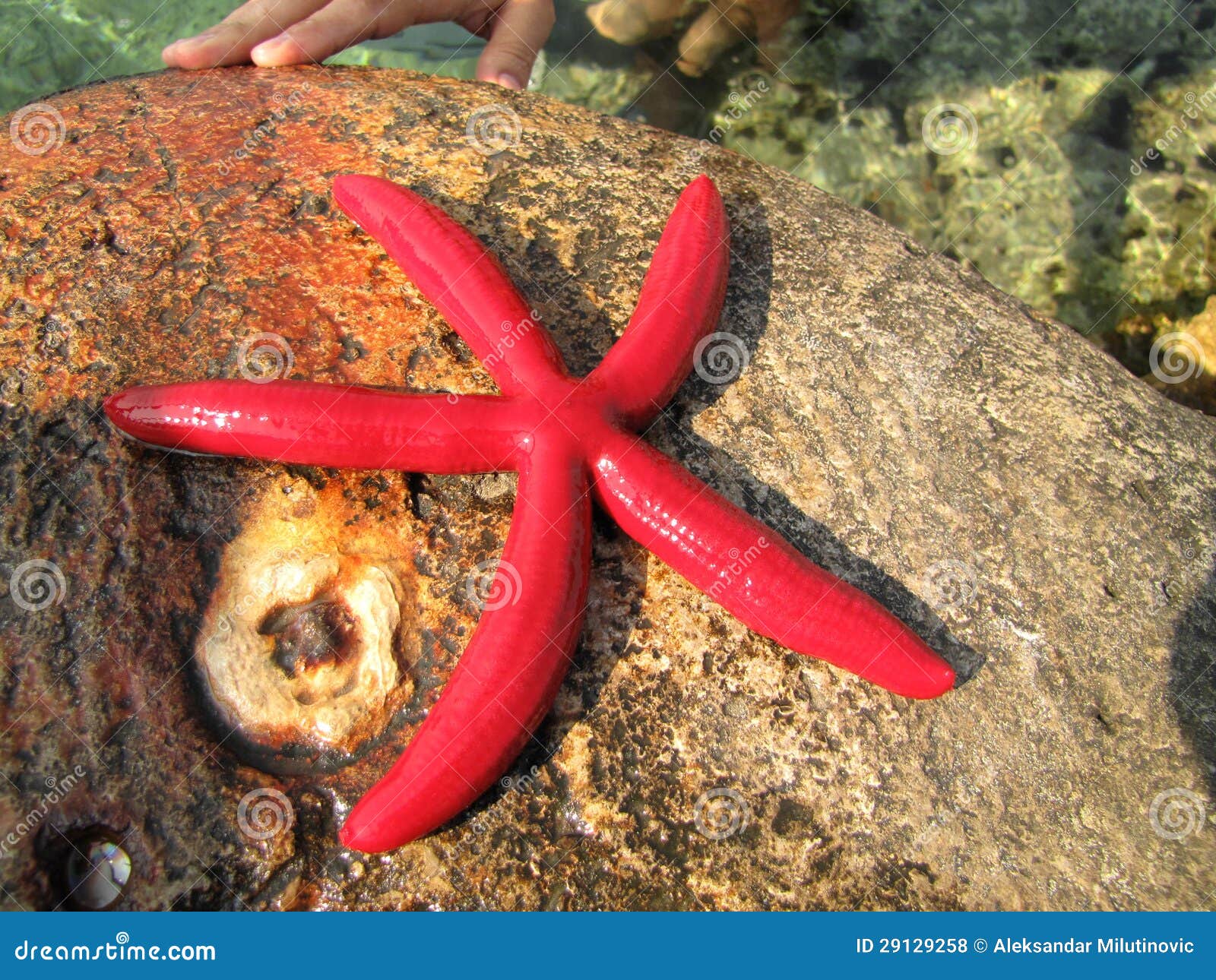 Red Starfish stock photo. Image of stone, pursuit, starfish - 29129258