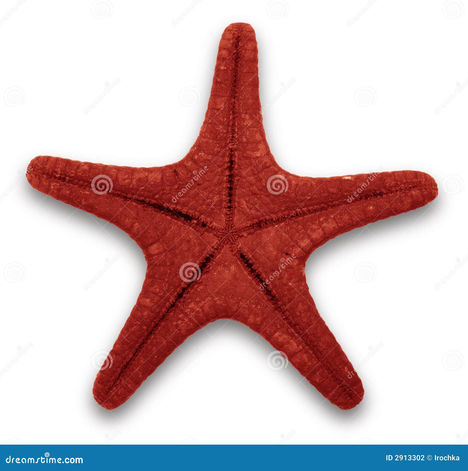 Red starfish stock photo. Image of crusted, close, five - 2913302