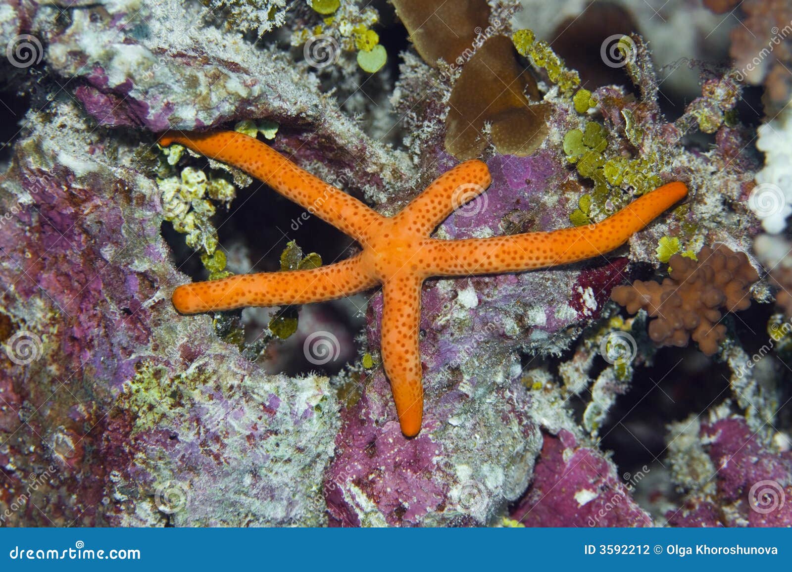 Red starfish stock photo. Image of atoll, scuba, alone - 3592212
