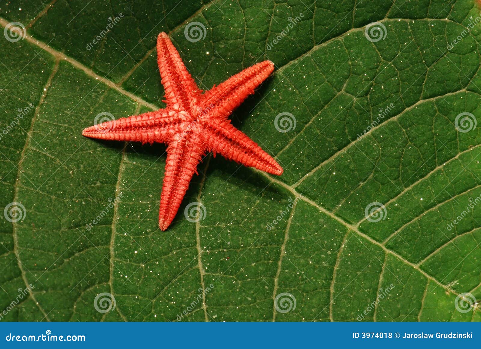 Red starfish stock photo. Image of season, summer, star - 3974018