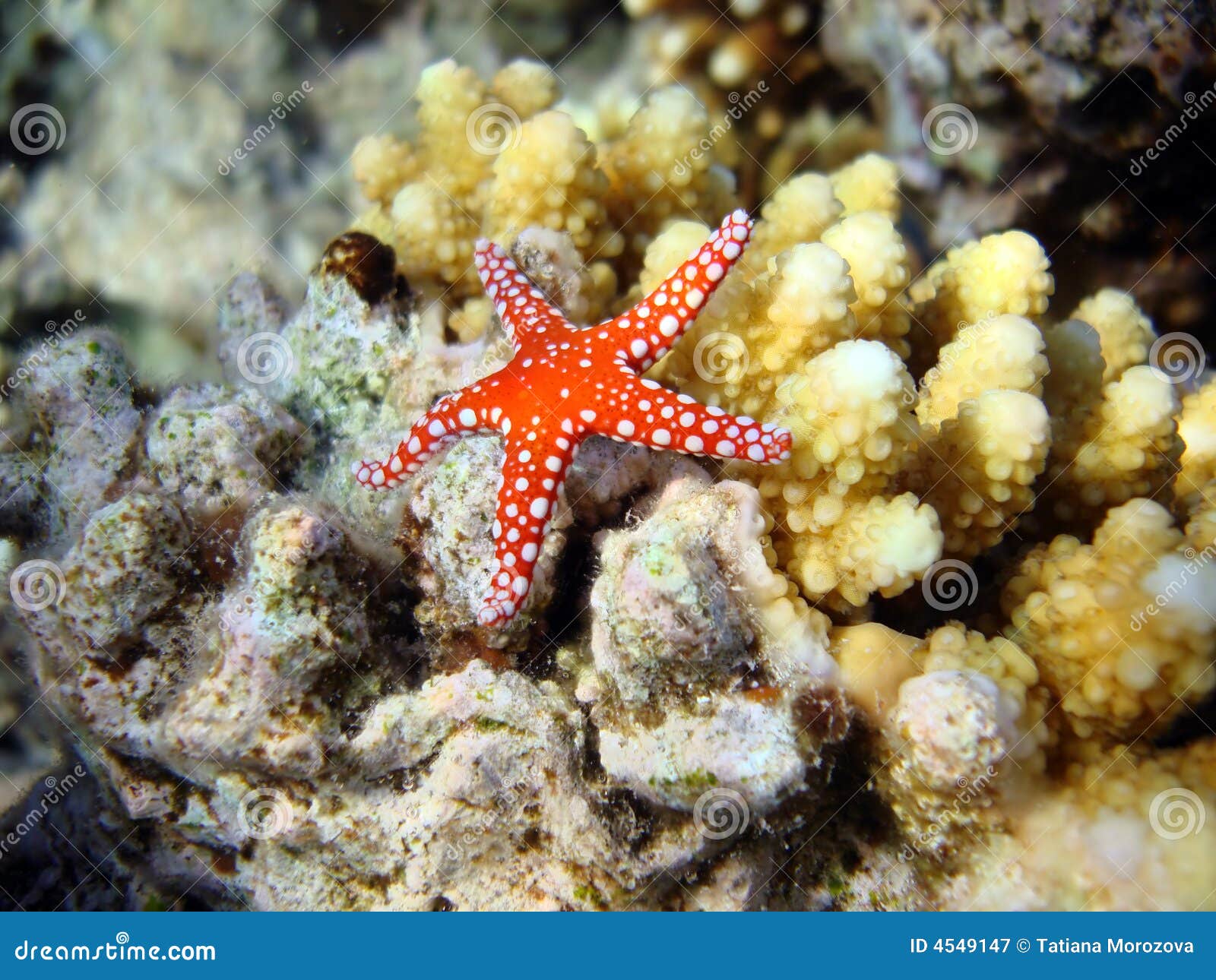Red Starfish stock image. Image of ocean, marine, explore - 4549147