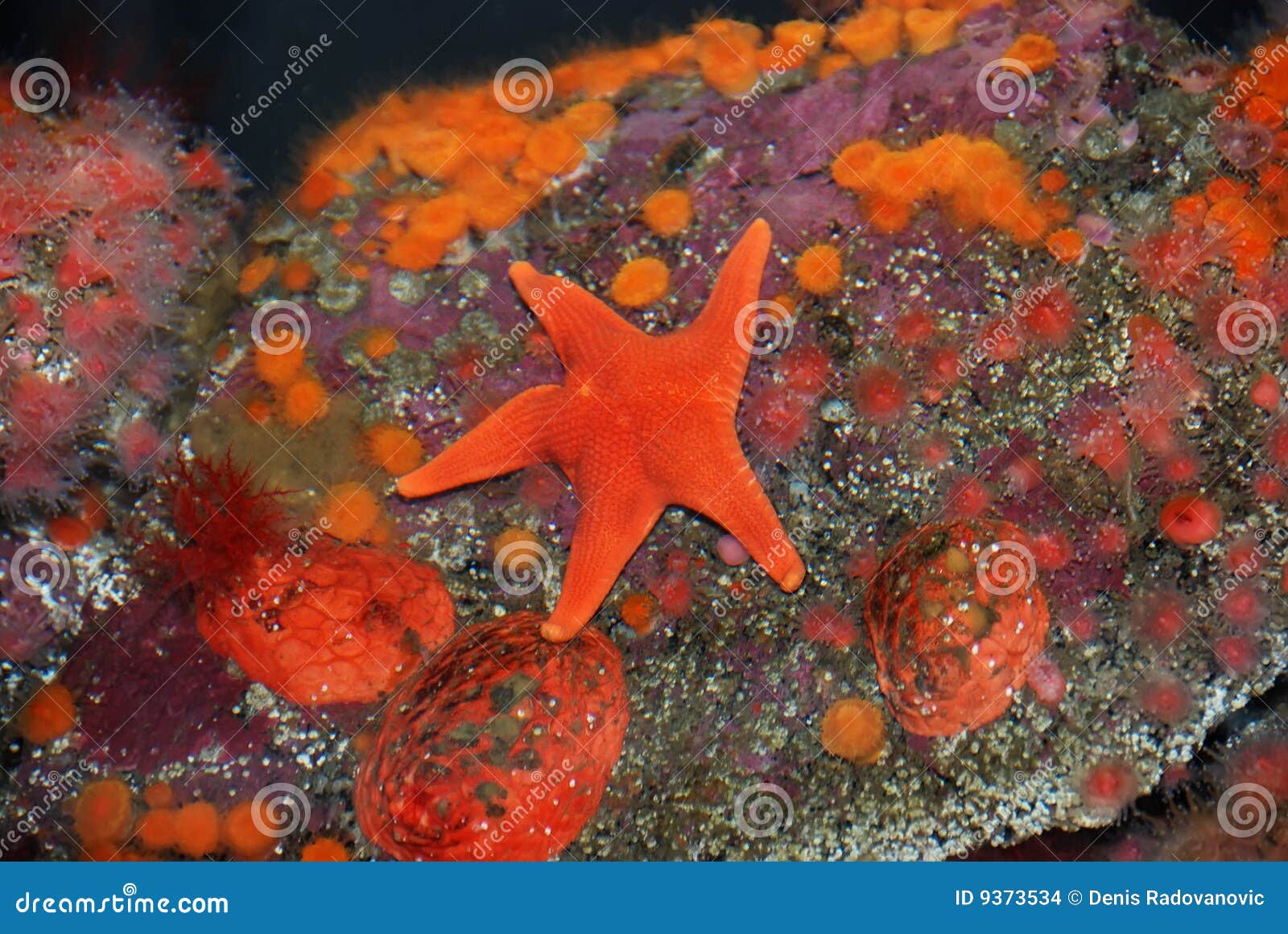 Red Starfish stock photo. Image of nature, shell, water - 9373534