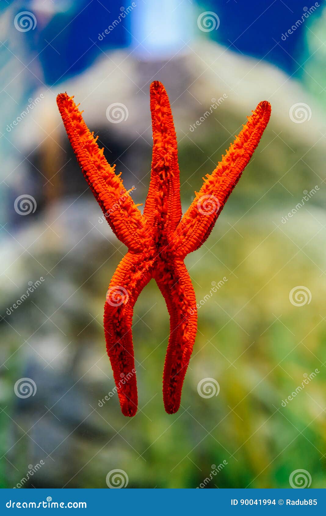 Red Starfish in Aquarium stock photo. Image of mollusk - 90041994