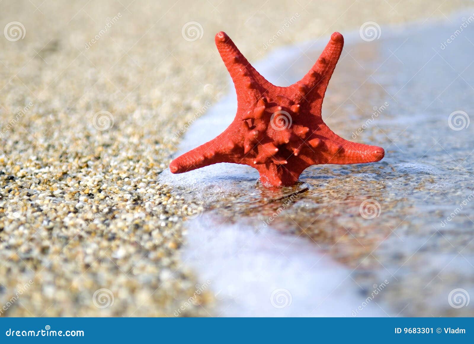 Red starfish on the beach stock image. Image of natural - 9683301