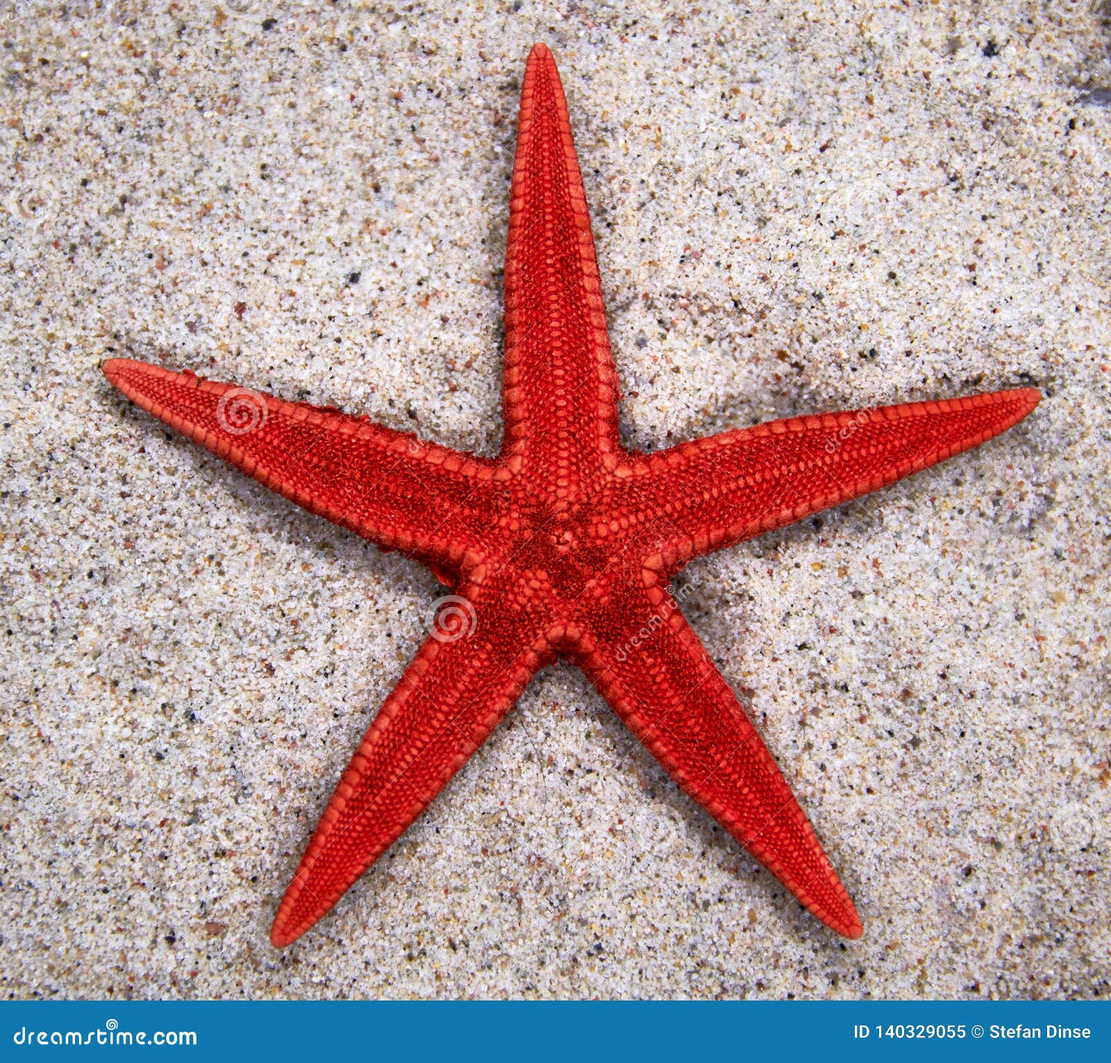 Red starfish on beach stock image. Image of star, copyspace - 140329055
