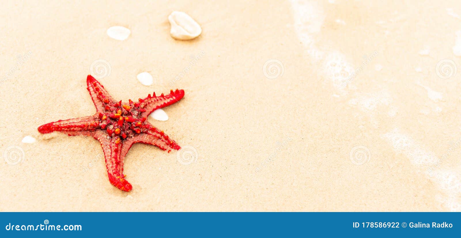 Red Starfish is on a Beach Sand Close Up. Starfish is in the Sea Waves ...