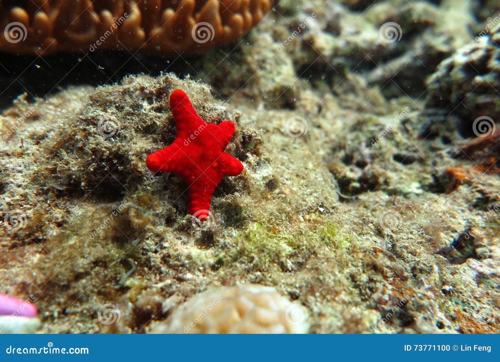 A red starfish stock photo. Image of coelenterate, environmental - 73771100