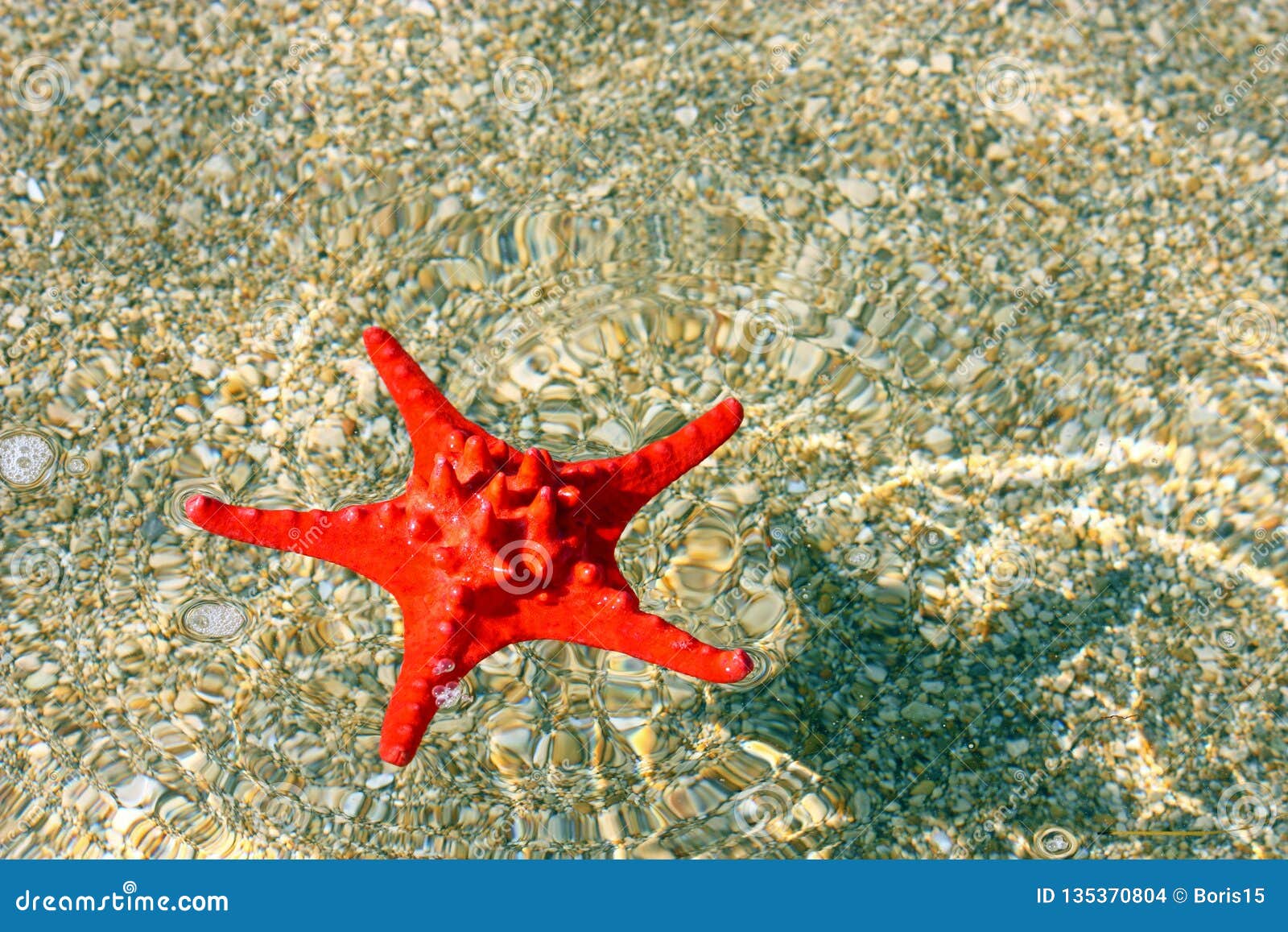 Red starfish in water stock photo. Image of sand, ocean - 135370804