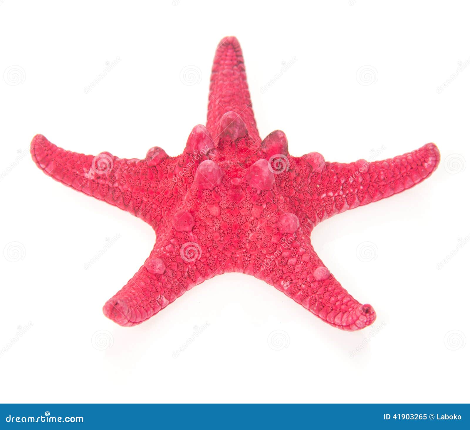 Red starfish stock image. Image of marine, colorful, scarlet - 41903265