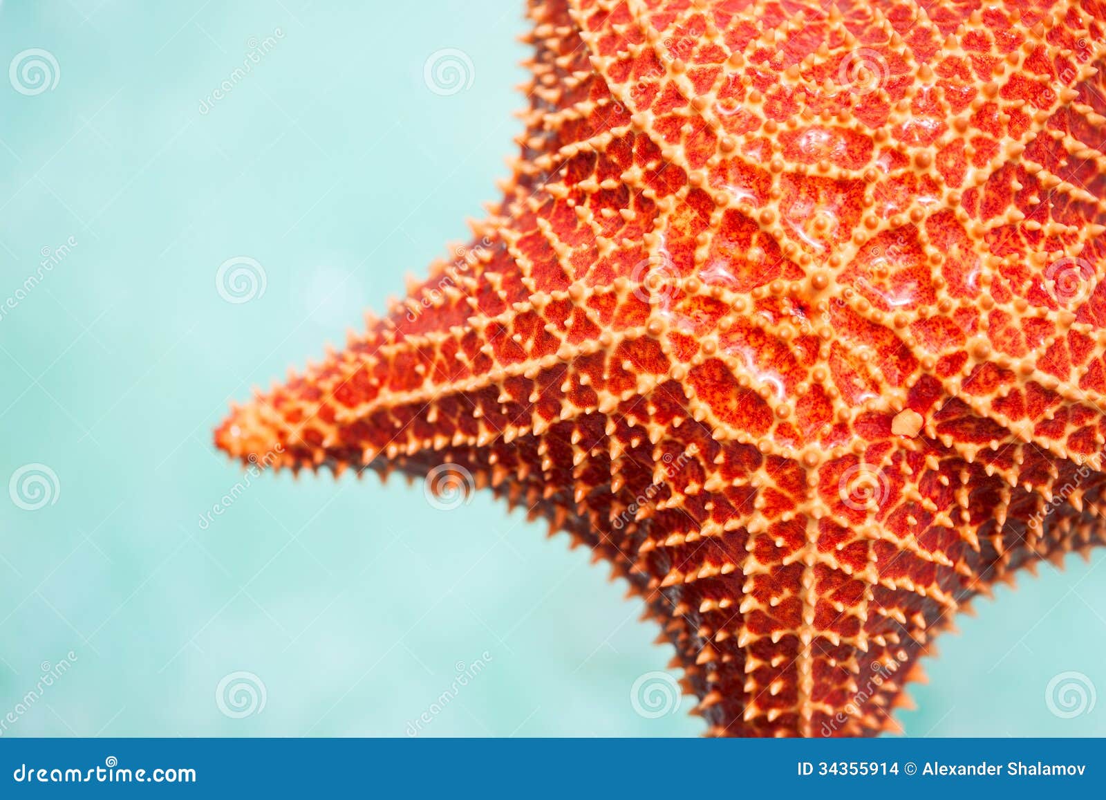 Red starfish stock photo. Image of outdoor, ocean, tropical - 34355914