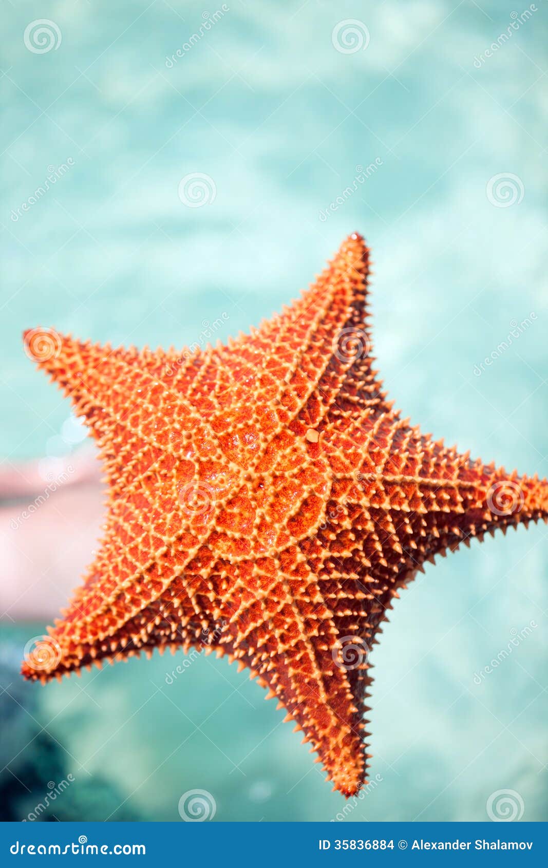 Red starfish stock photo. Image of ocean, beautiful, macro - 35836884