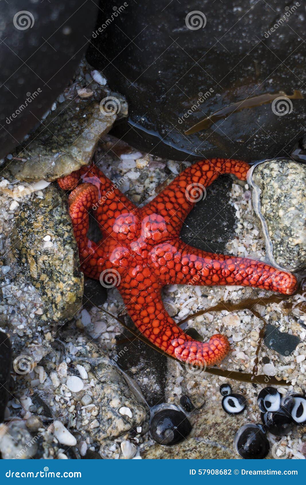Red Starfish stock photo. Image of ocean, australia, outdoors - 57908682