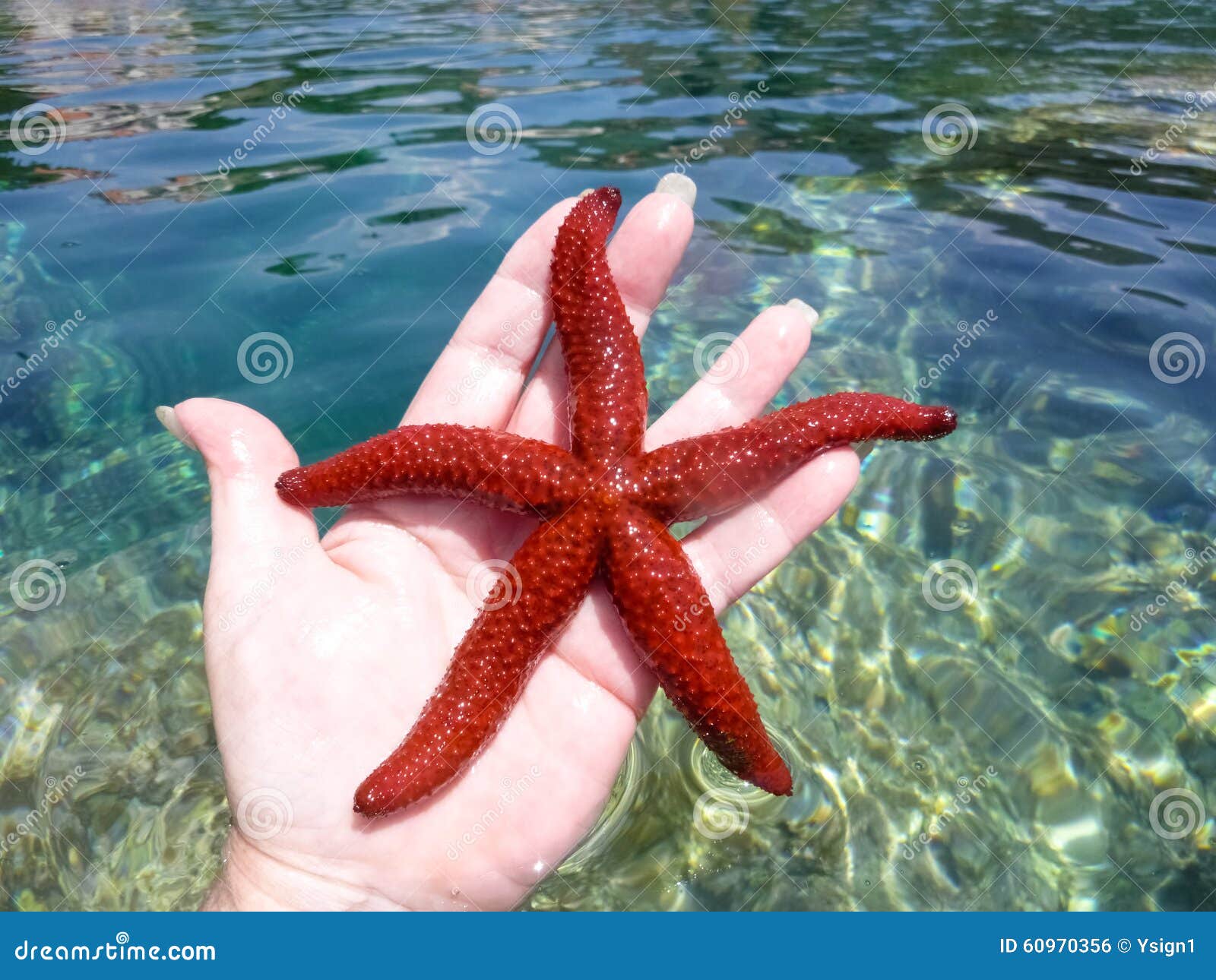 Red starfish in a hand stock photo. Image of texture - 60970356
