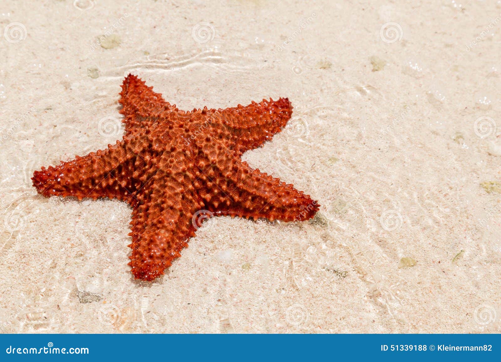 A red starfish stock photo. Image of beautiful, starfish - 51339188
