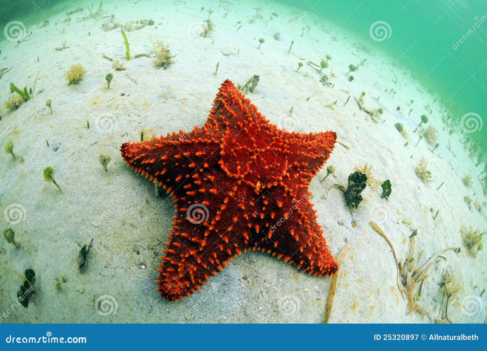 Red starfish in ocean stock image. Image of single, mollusk - 25320897