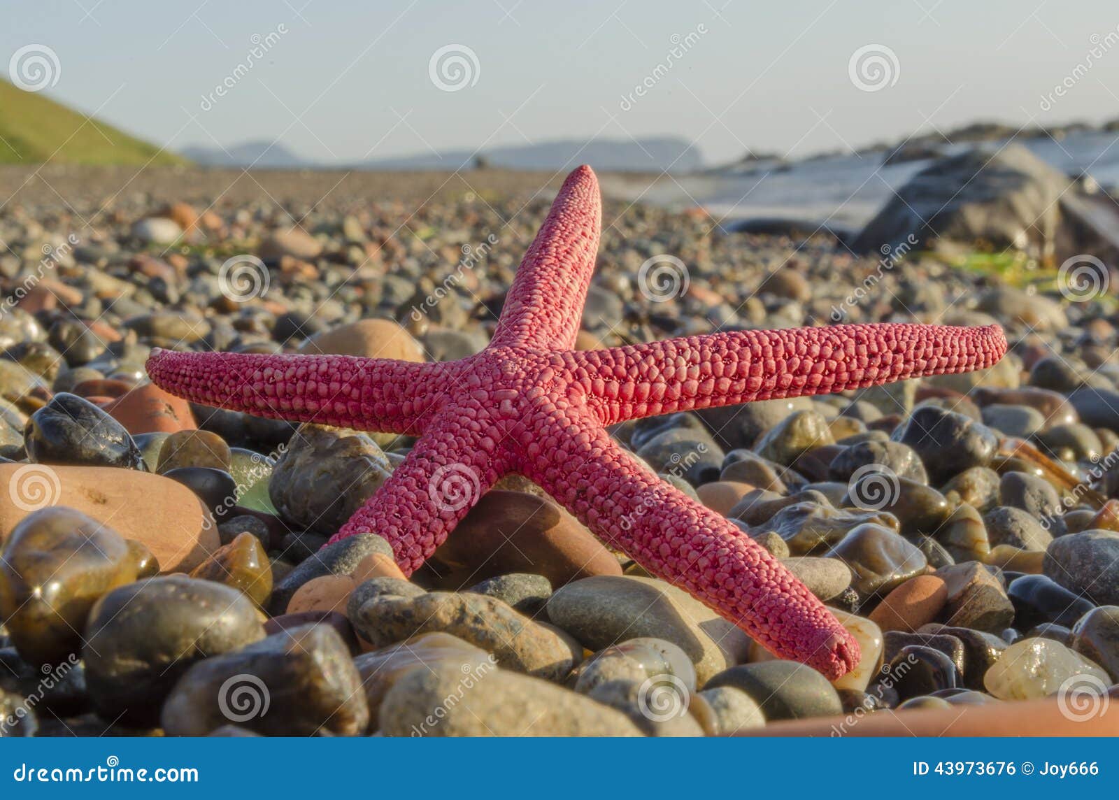 Red starfish stock photo. Image of scuba, loneliness - 43973676