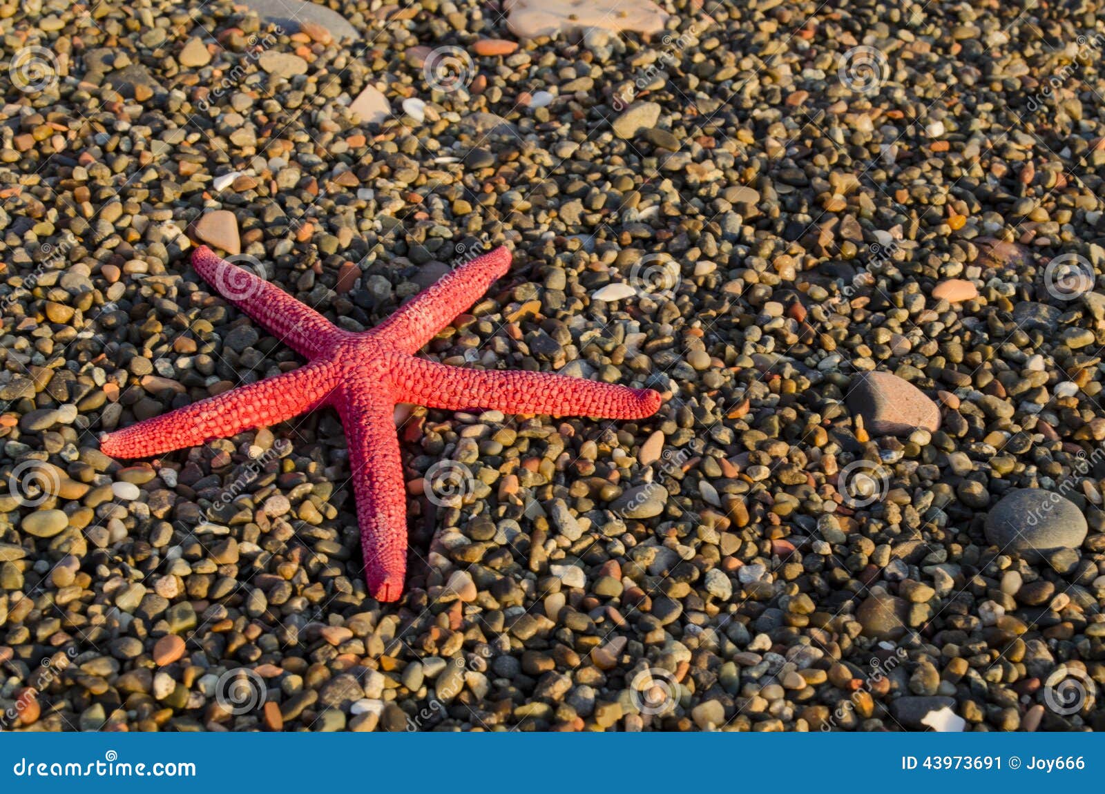 Red starfish stock image. Image of atoll, maldives, fromia - 43973691