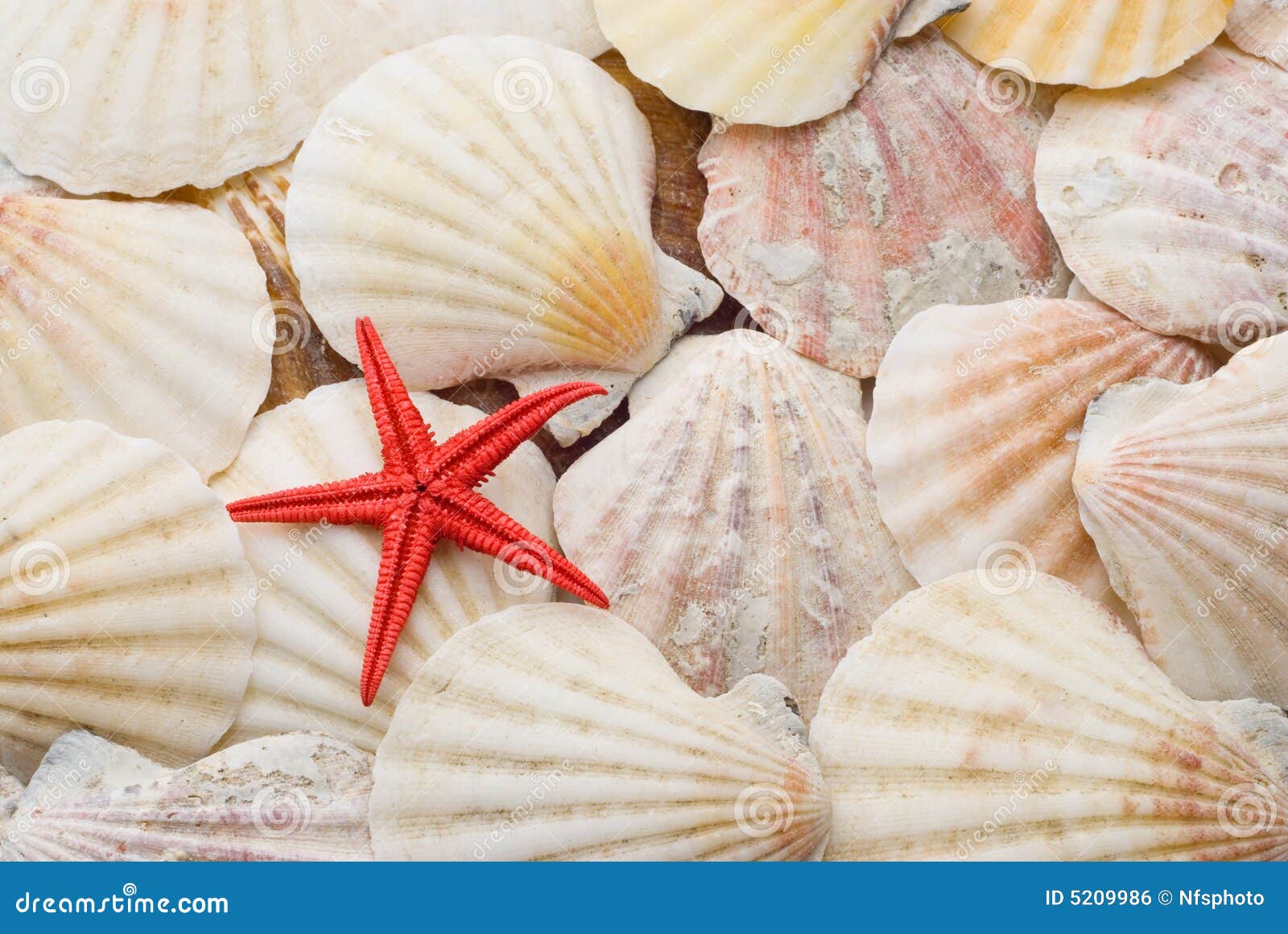 Red Starfish Over Background of Sea Shells Stock Photo - Image of ...