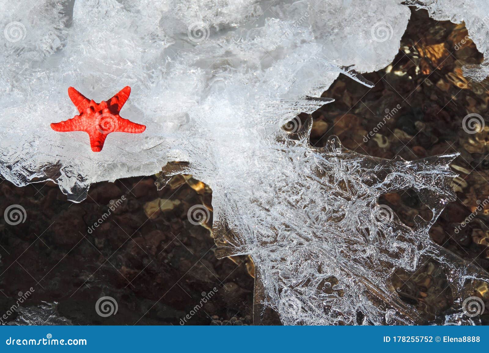 Beautiiful Red Starfish on the Patterned Ice and Snow and Cold Frost ...