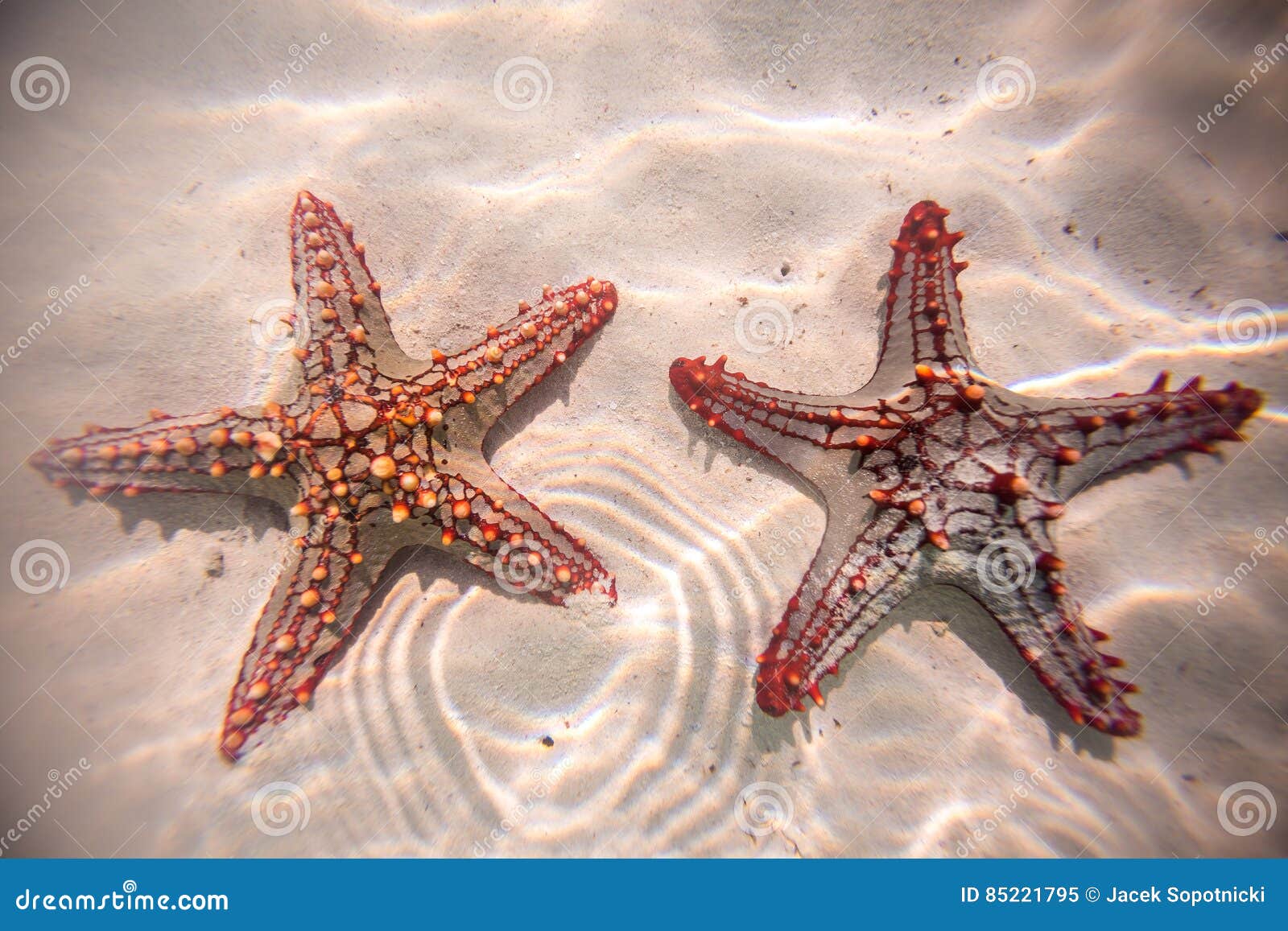 Red Starfish Resting on the Bottom of Indian Ocean Stock Image - Image ...
