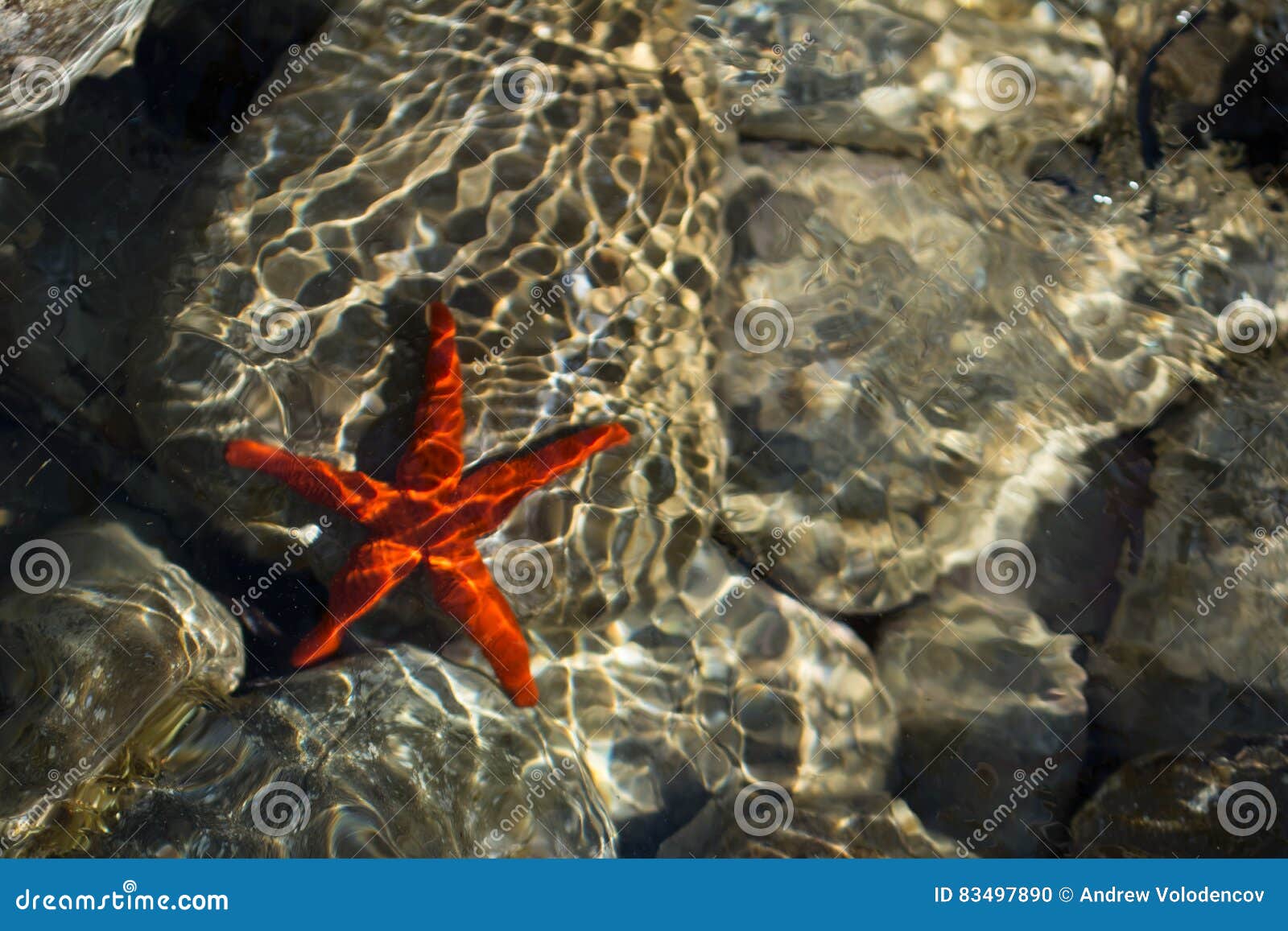 Red Starfish on a Rock Under Water Stock Photo - Image of shell ...