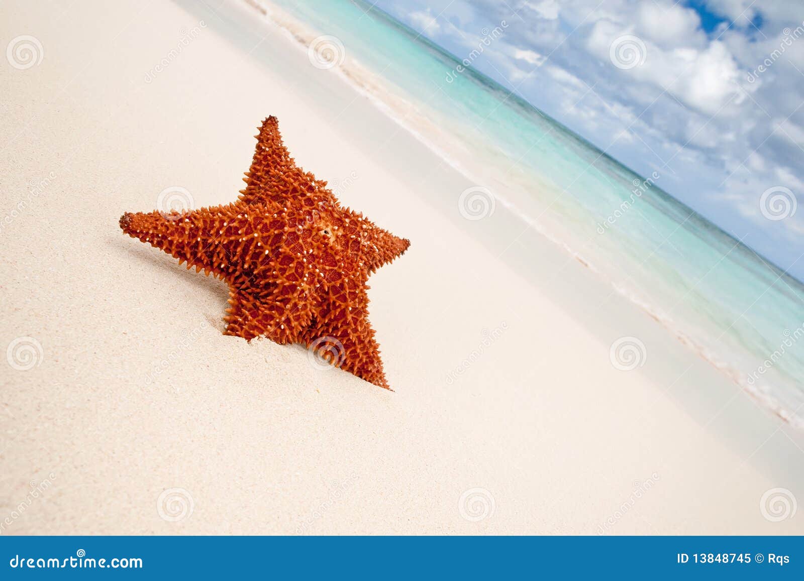 Red Starfish on a Sand Beach Stock Image - Image of bright, beach: 13848745