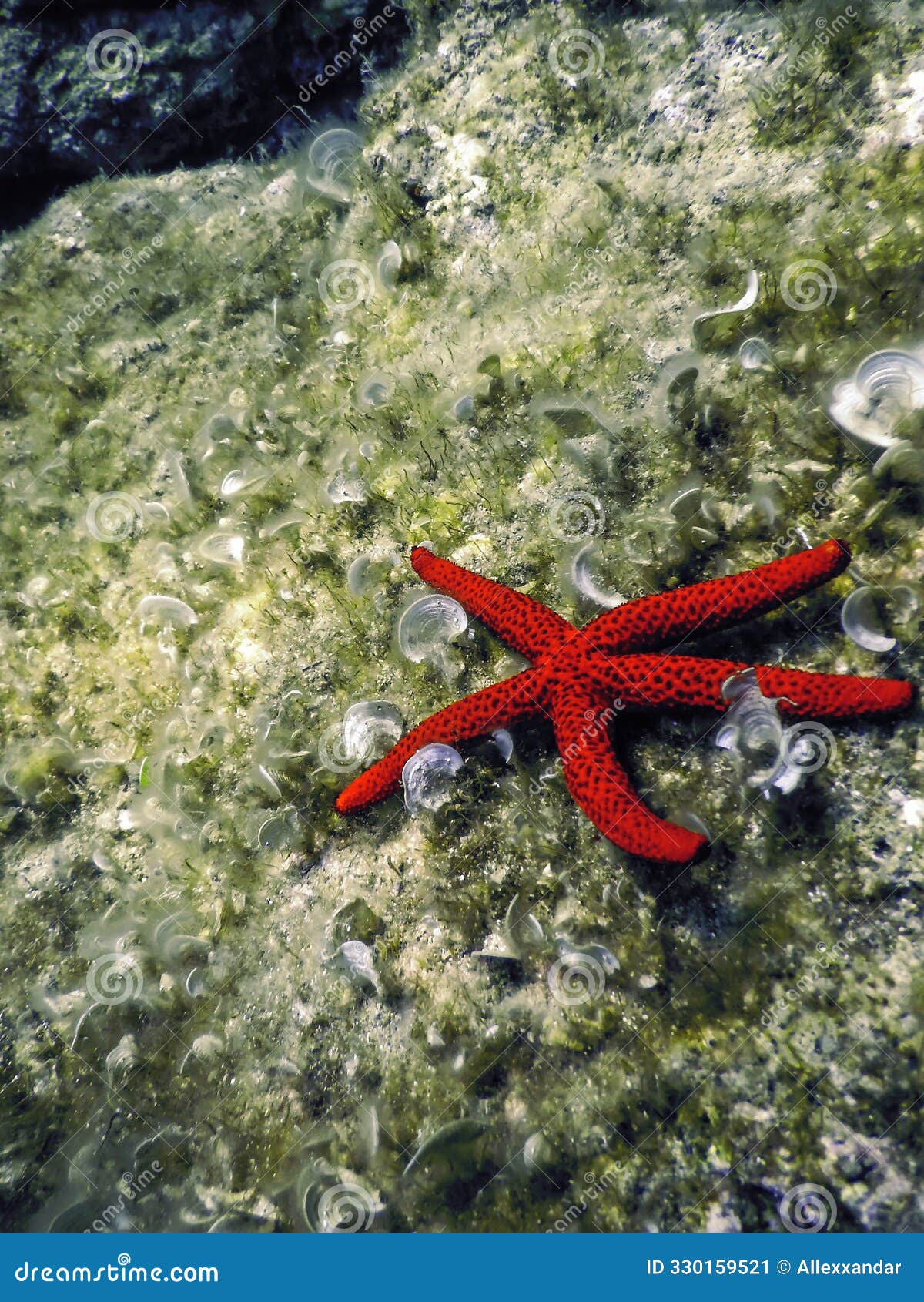 Red Starfish on the Sea Floor Stock Image - Image of ecosystem, nature ...