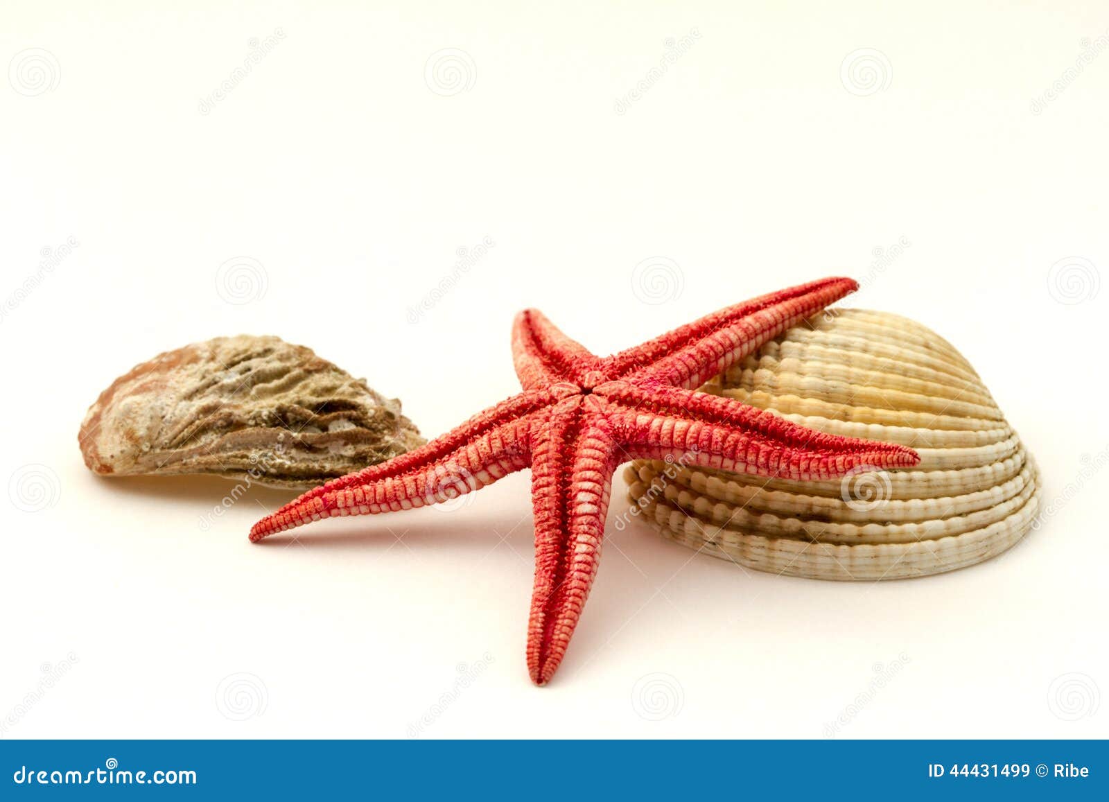 Red starfish and shells stock image. Image of collection - 44431499