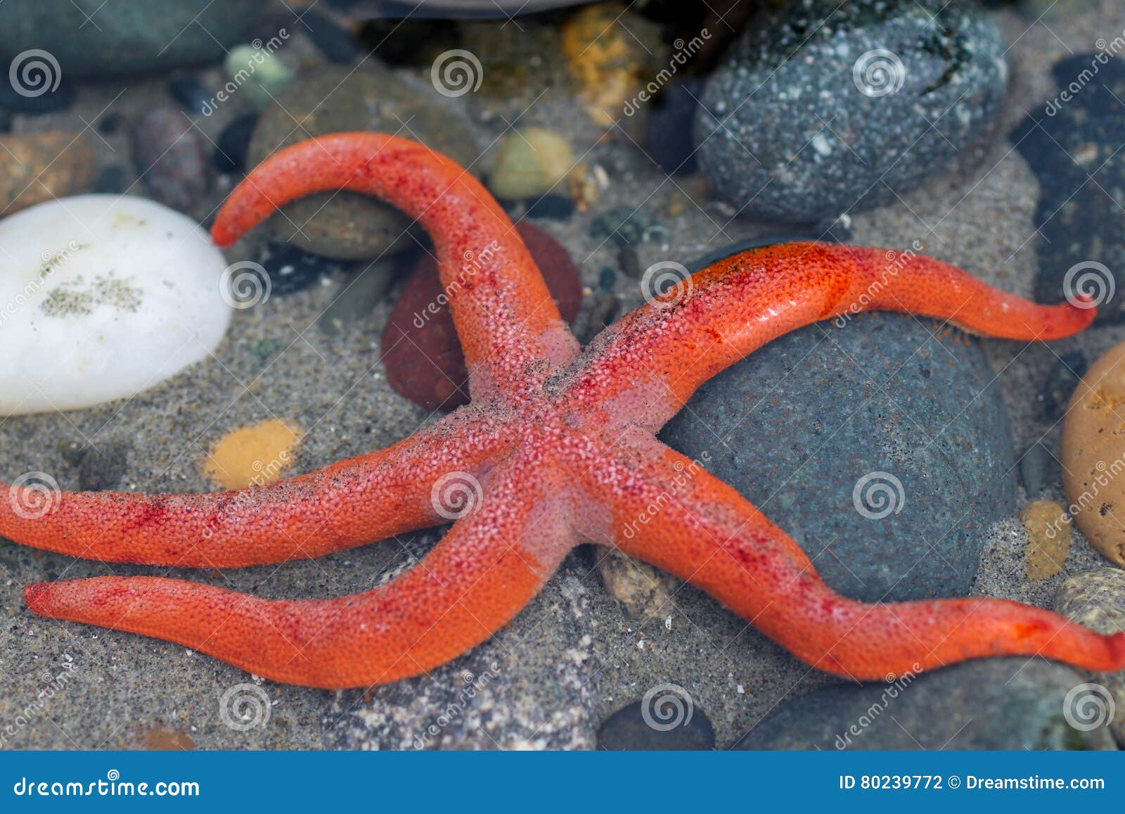 Red starfish stock photo. Image of british, macro, invertebrates - 80239772