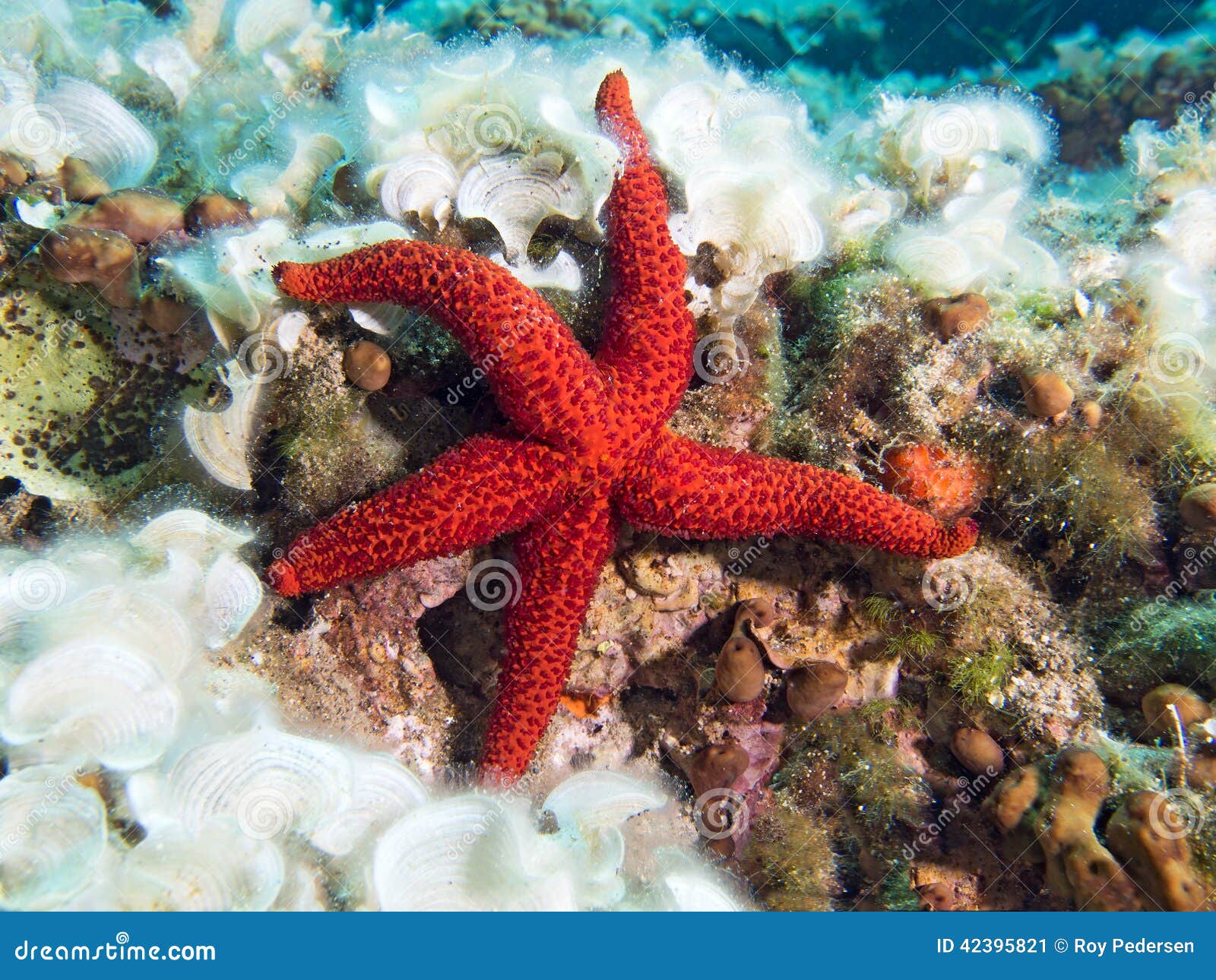 Red Starfish stock image. Image of colorful, colour, horizontal - 42395821