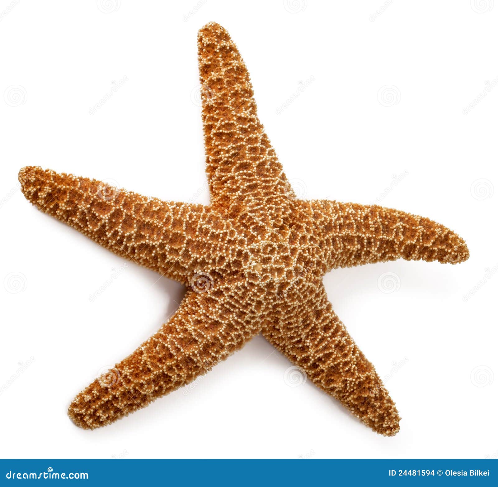 Red Starfish on White. Sea Star Stock Photo - Image of exotic ...