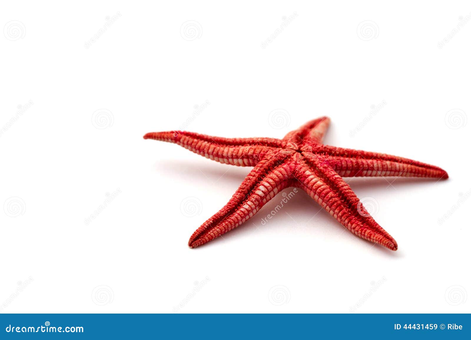 Red Starfish on white stock image. Image of collect, animal - 44431459